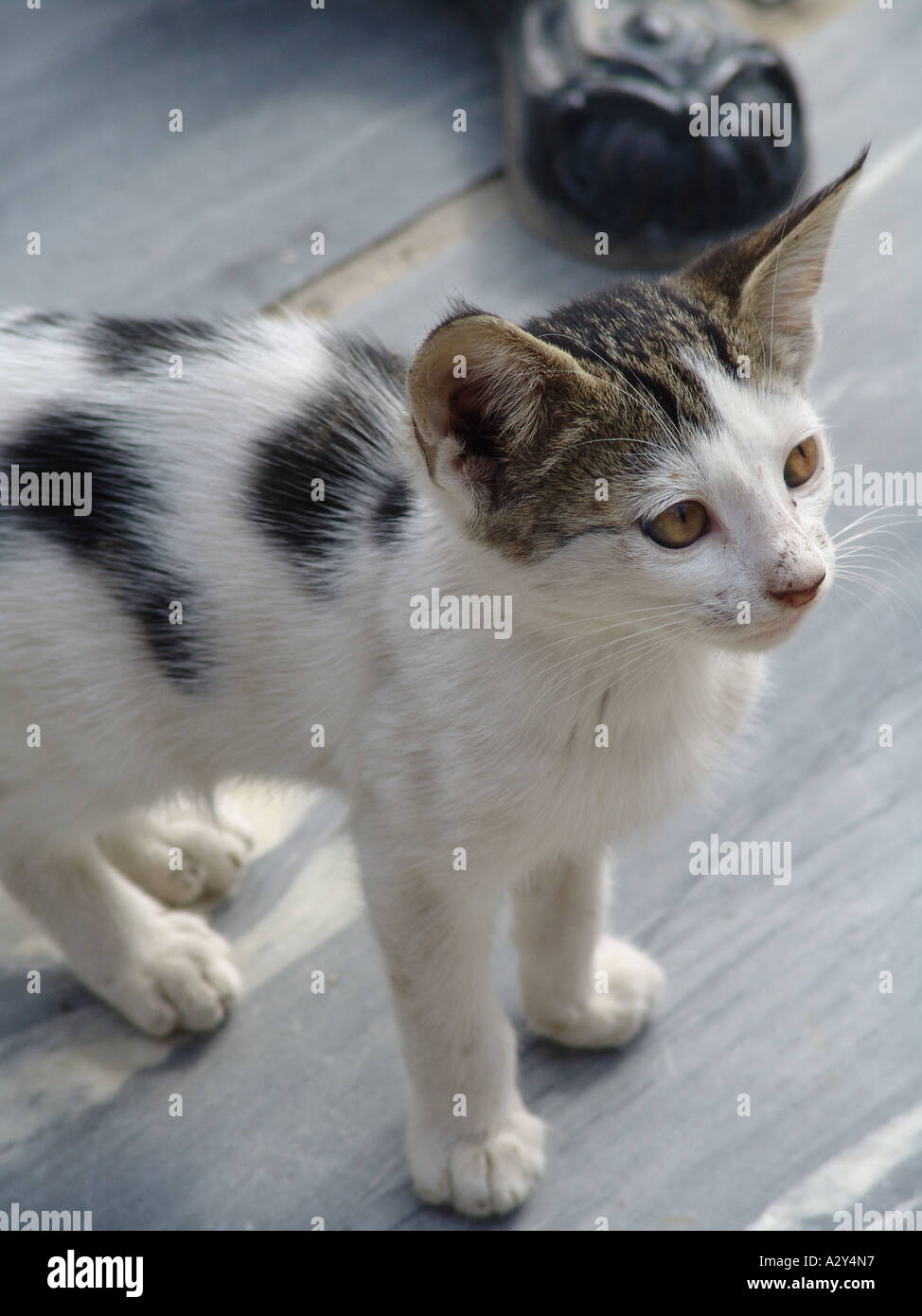 Cat, Pythagoria, Samos, Greece, October 2005 Stock Photo - Alamy
