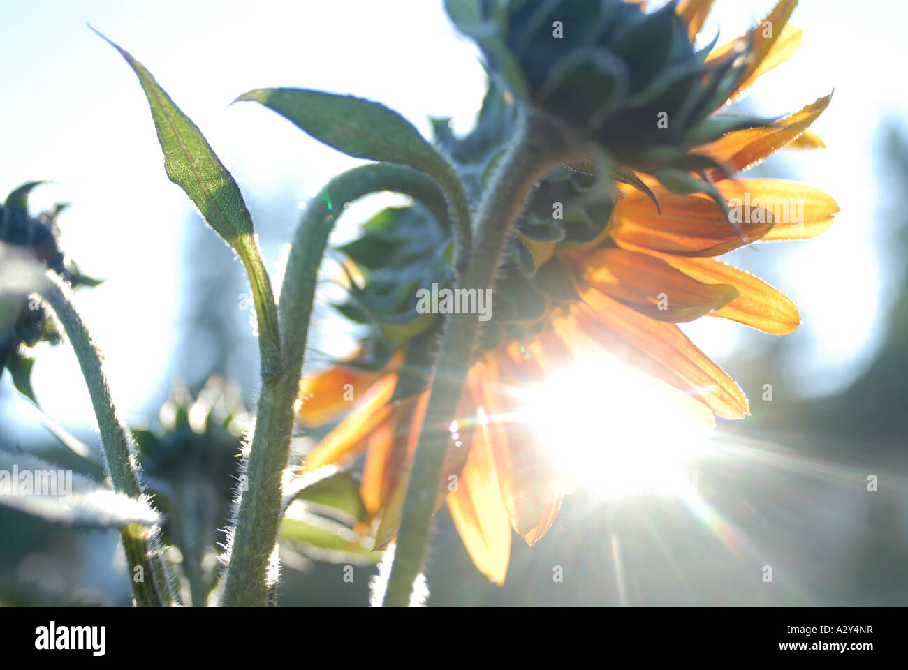 Sunflower with sun beaming through petal Stock Photo - Alamy