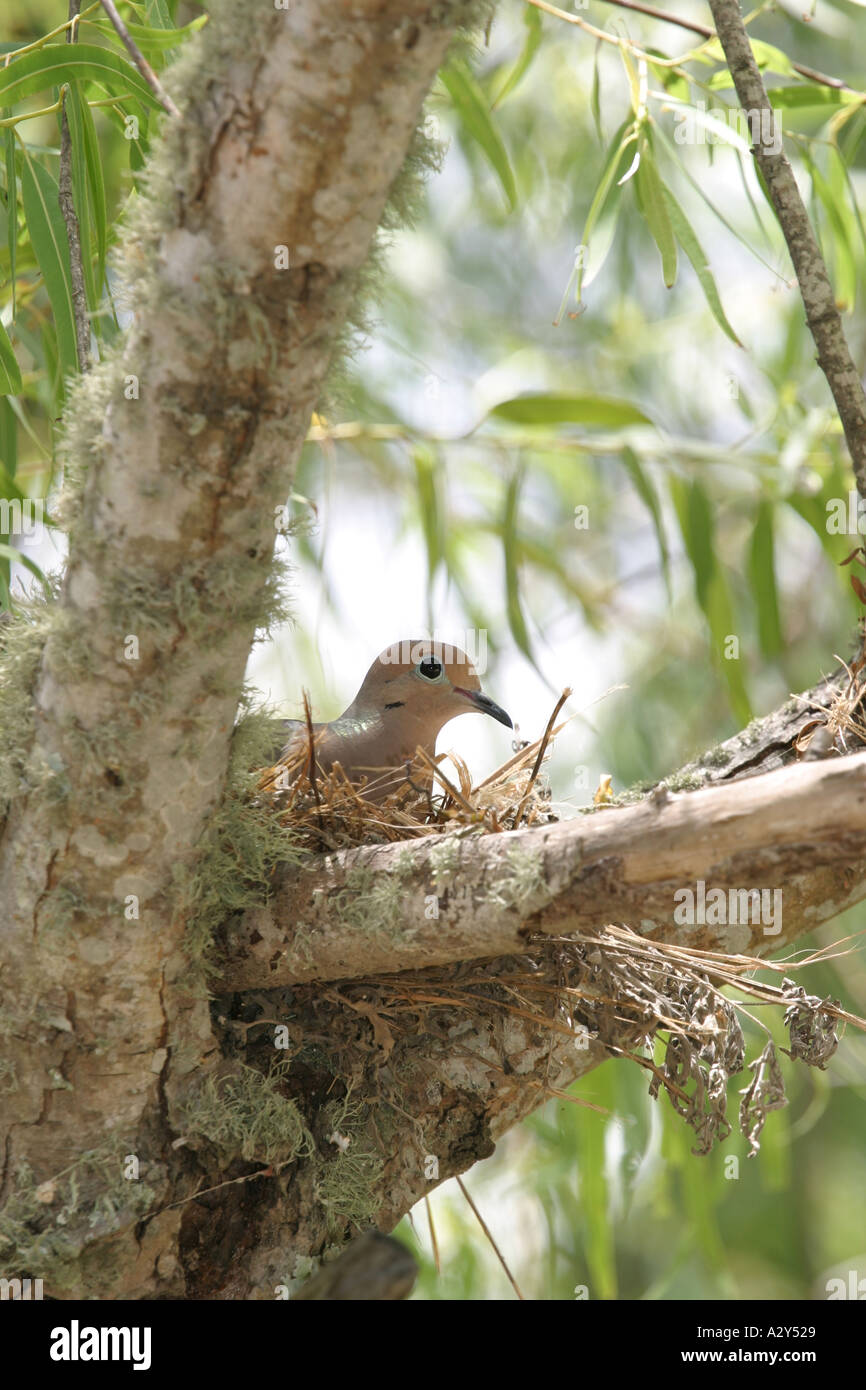 Mourning dove on nest hi-res stock photography and images - Alamy
