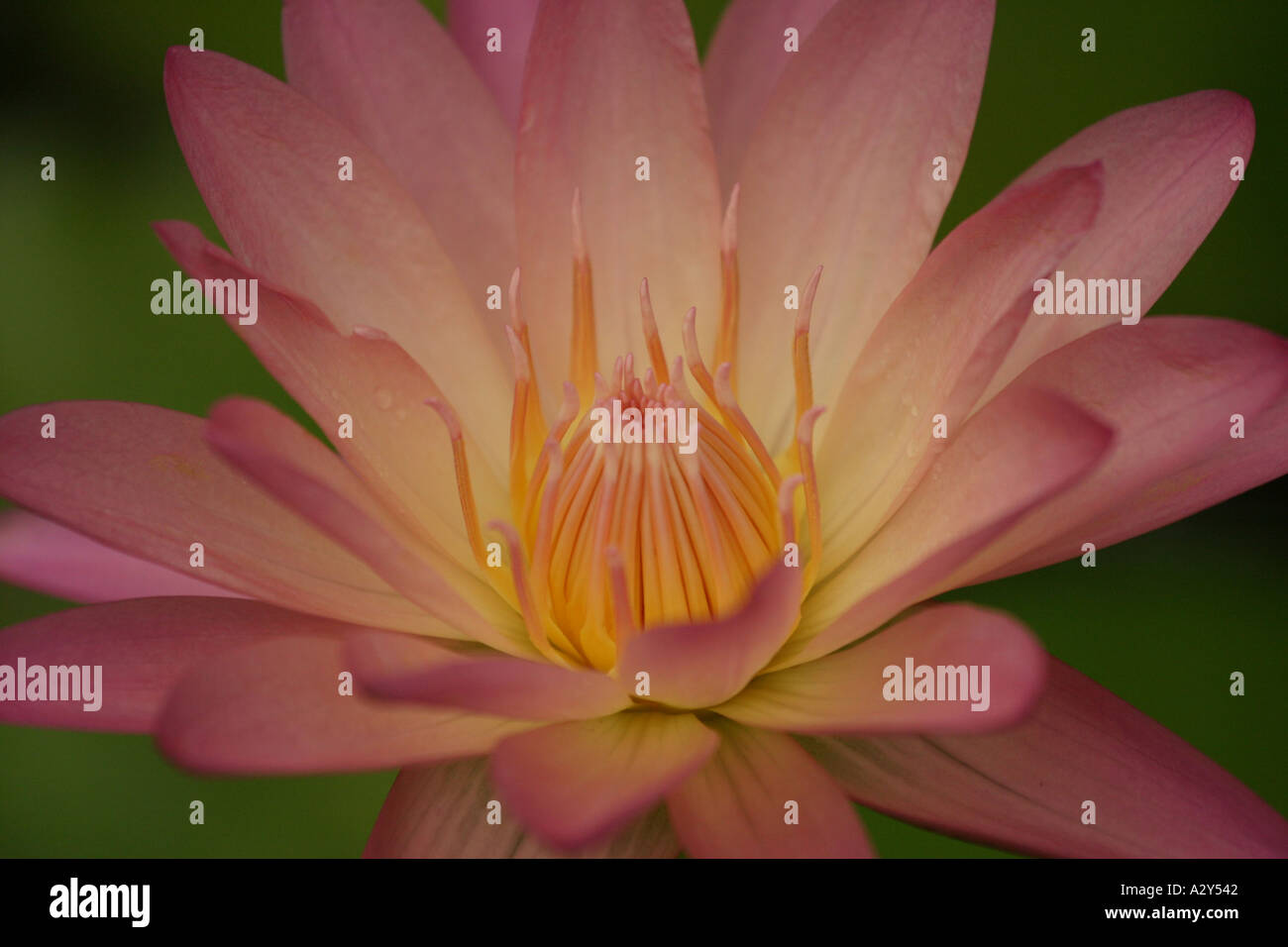 Opening water lily flower hi-res stock photography and images - Alamy