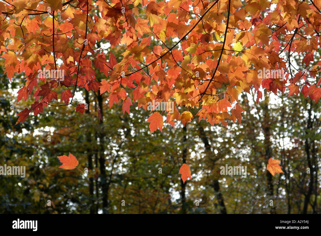 Leaves falling from a tree during autumn fall colors Stock Photo - Alamy