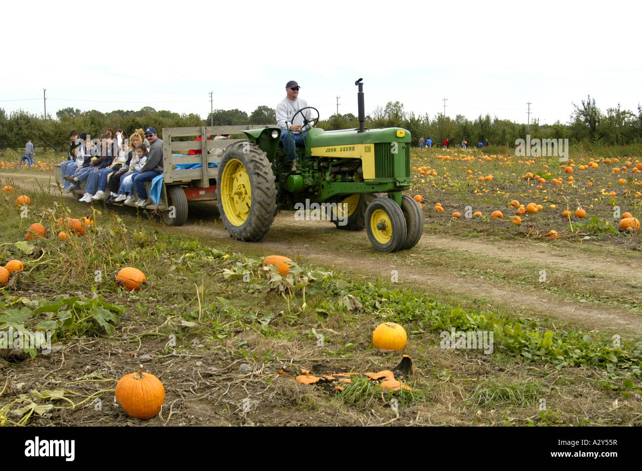 Families ride on a hay wagon in a pumpkin patch during autumn time for ...