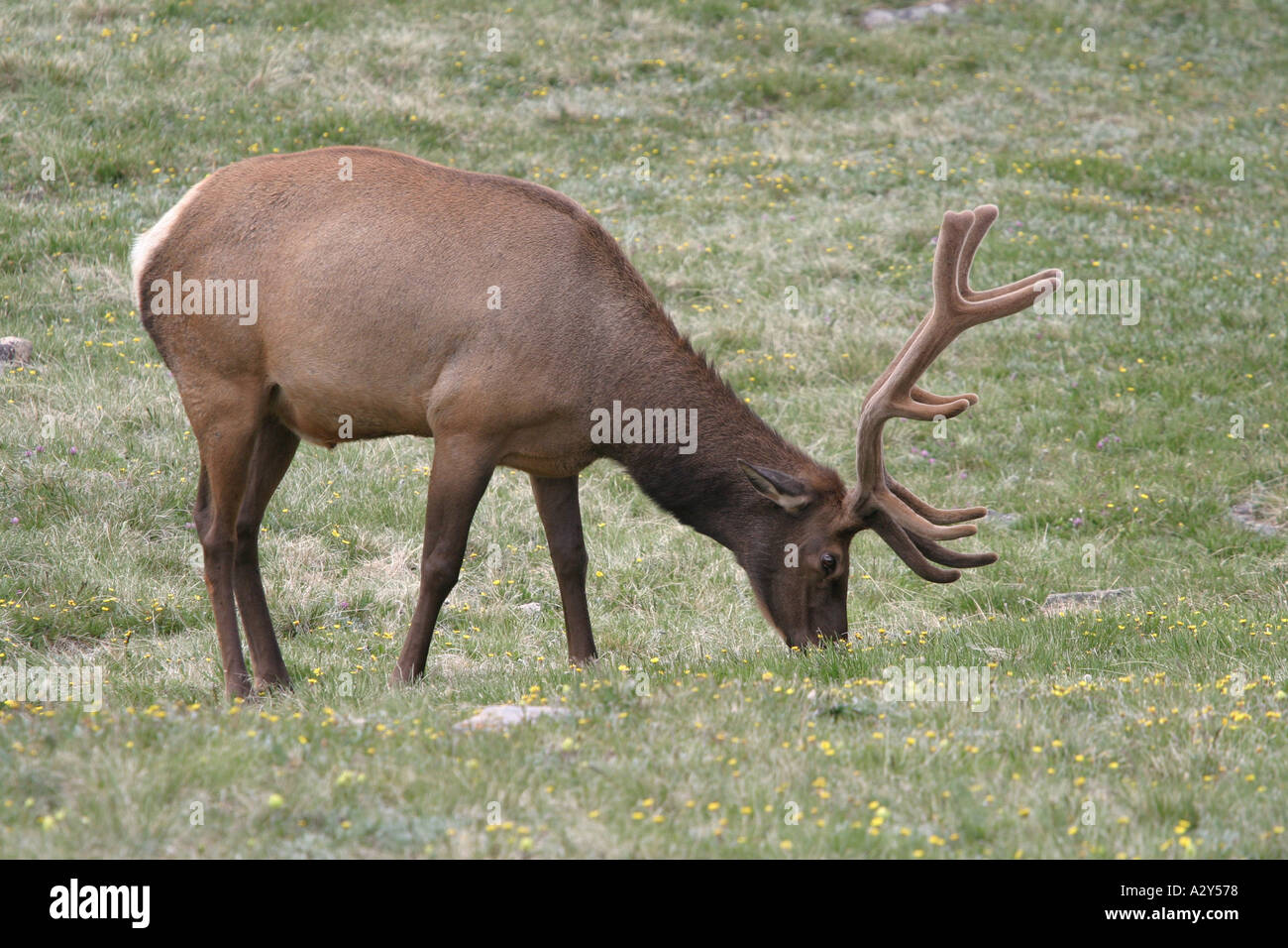 Elk Eating in Velvet Stock Photo - Alamy