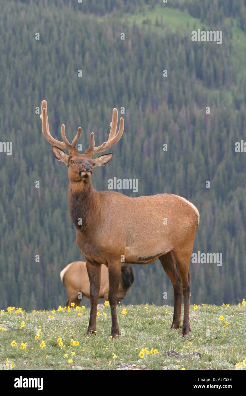 Camptown hi-res stock photography and images - Alamy