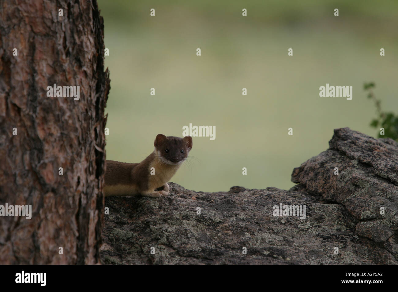 Weasel with mouse hi-res stock photography and images - Alamy
