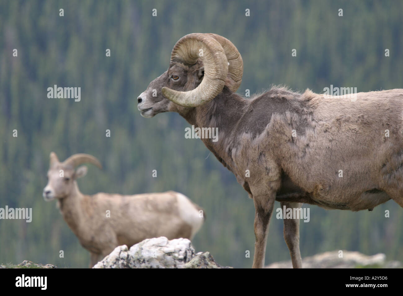 Father son goat hi-res stock photography and images - Alamy