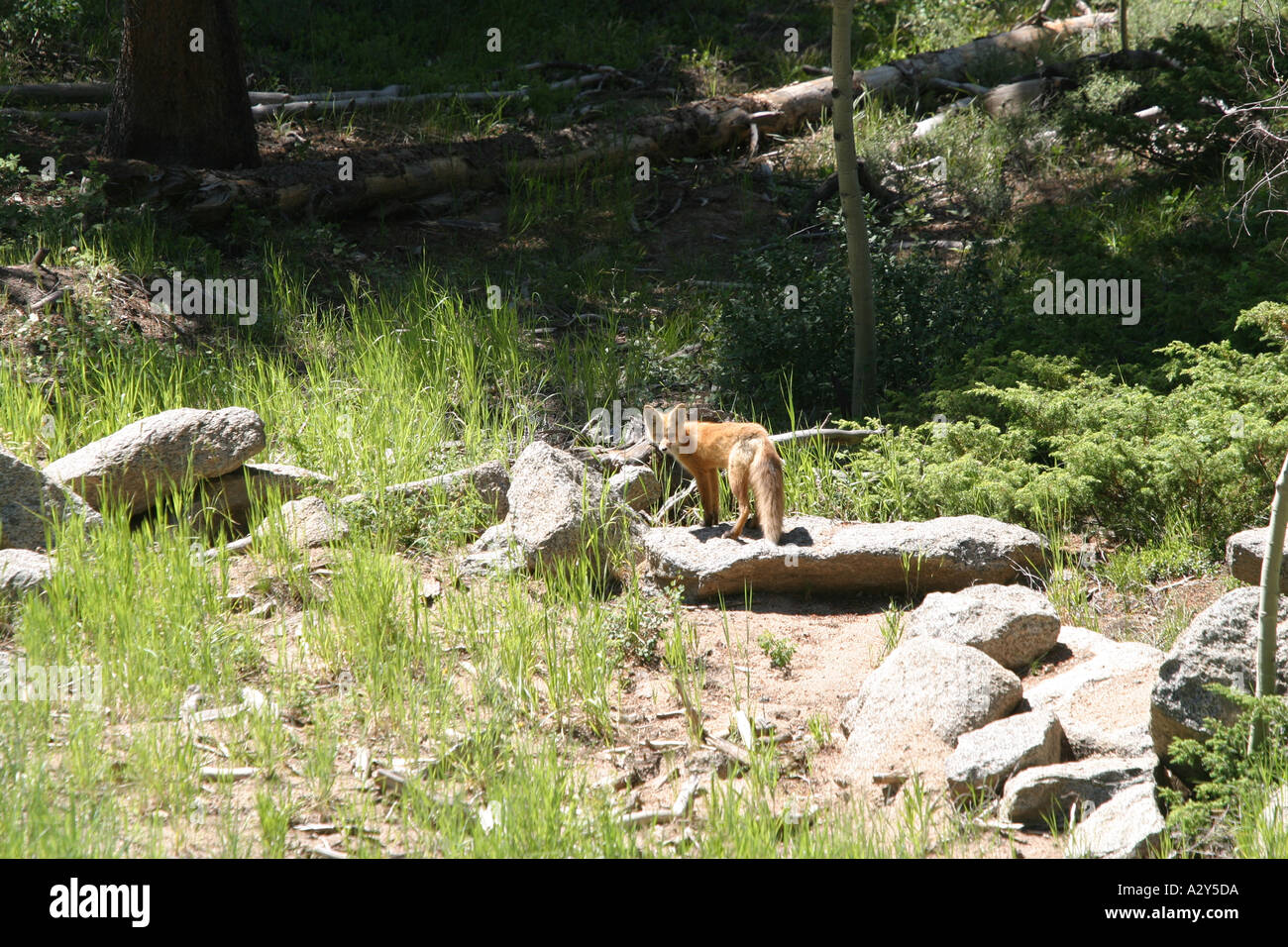 Foxing hi-res stock photography and images - Alamy