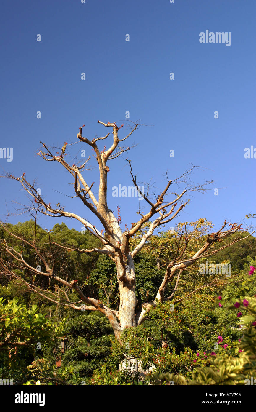 faded tree Tree baldheaded bald winter withered faded travel sear sere ...