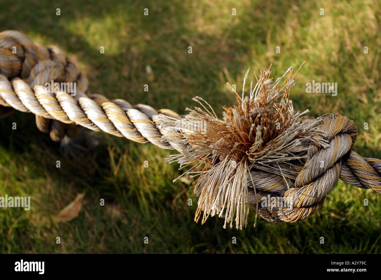 Rope's Knot rope knot tension large grass pressure excite Stock Photo ...