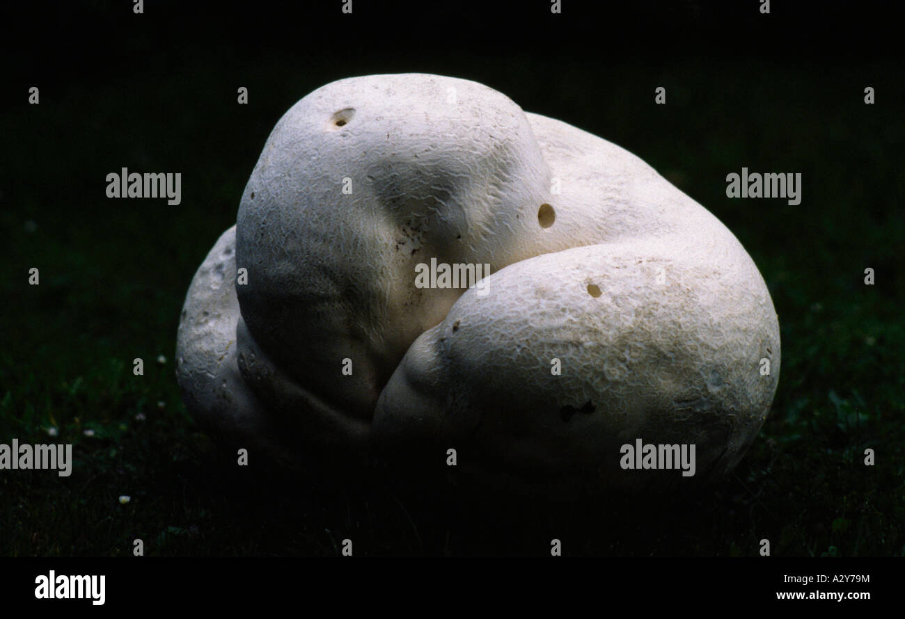 Mushroom big ball hi-res stock photography and images - Alamy