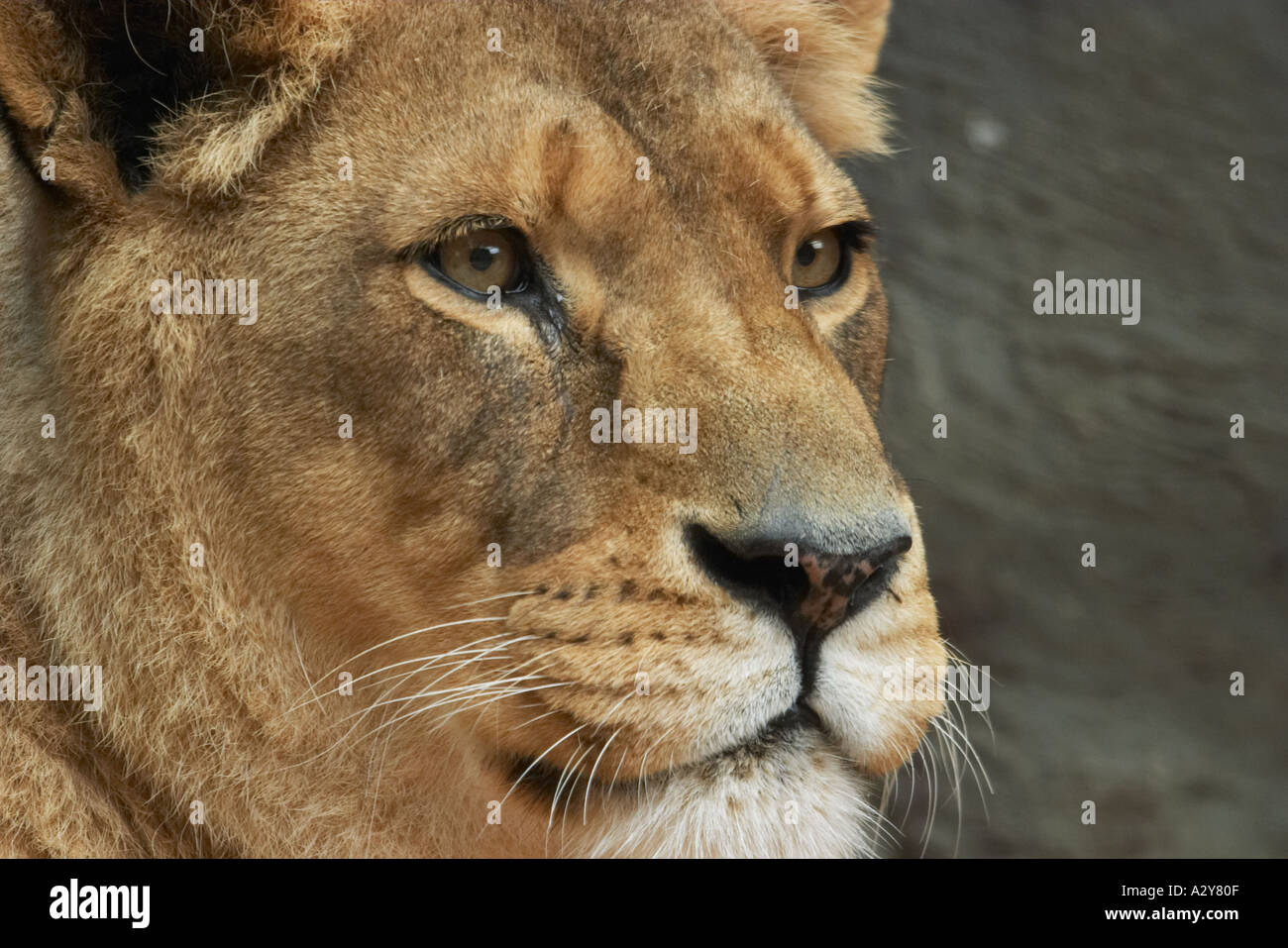 Female Lion Head Stock Photo - Alamy