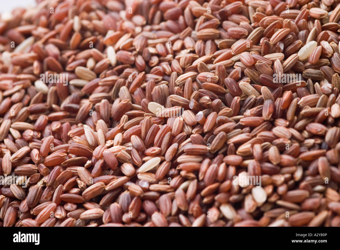 Red rice of Camargue, France Stock Photo - Alamy