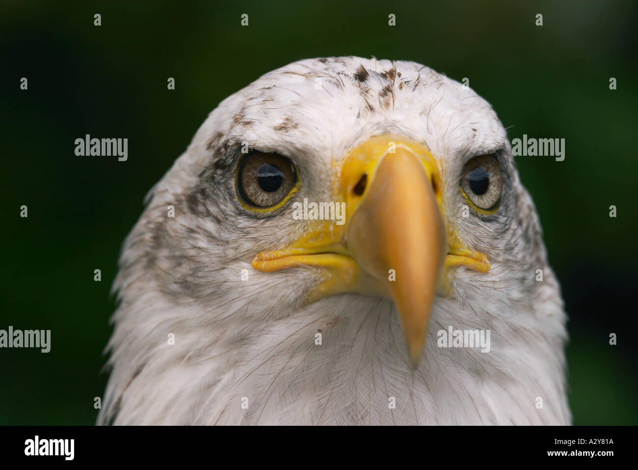 American Bald Eagle Stare Stock Photo - Alamy