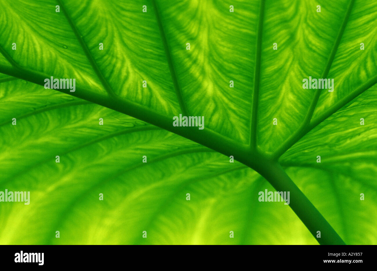 Green Palm Leaf lighting from above Stock Photo - Alamy