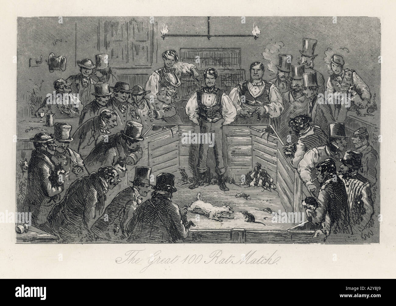 Ratting dog hi-res stock photography and images - Alamy