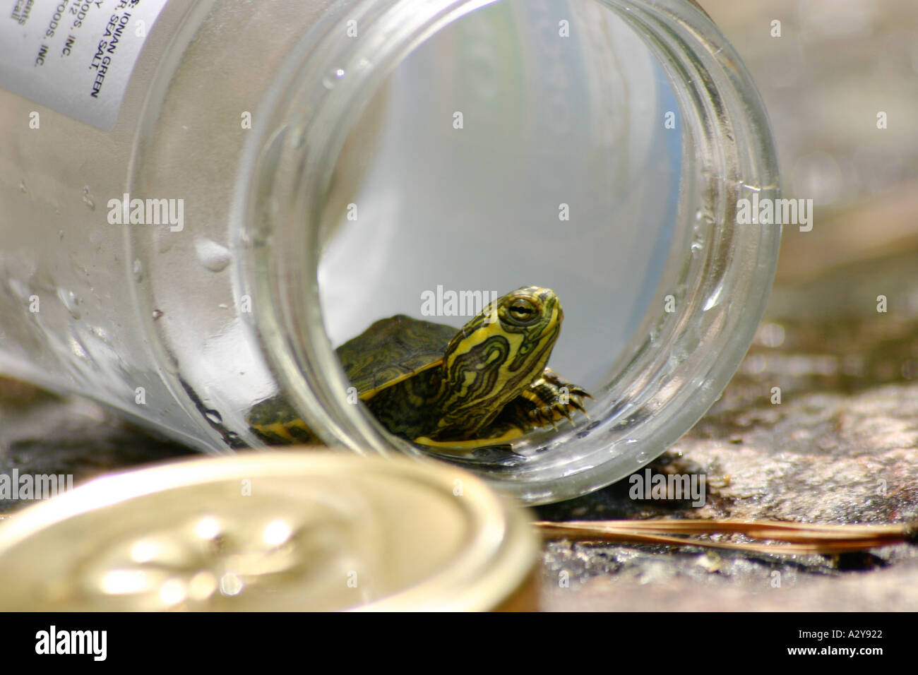 Pet slider turtle being relesed from a jar into the wild Stock Photo ...