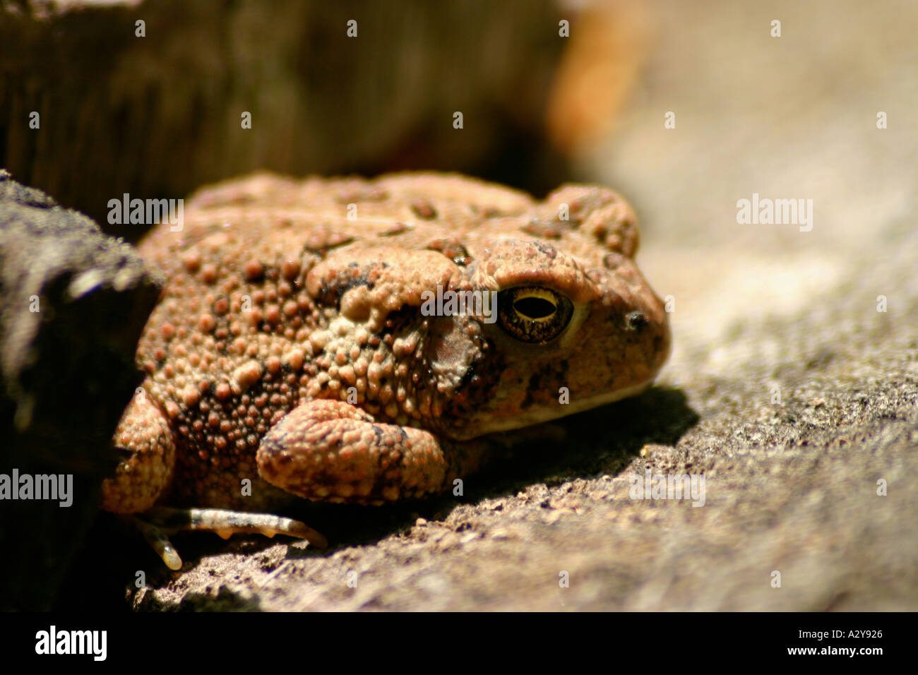 Bufo genus hi-res stock photography and images - Alamy