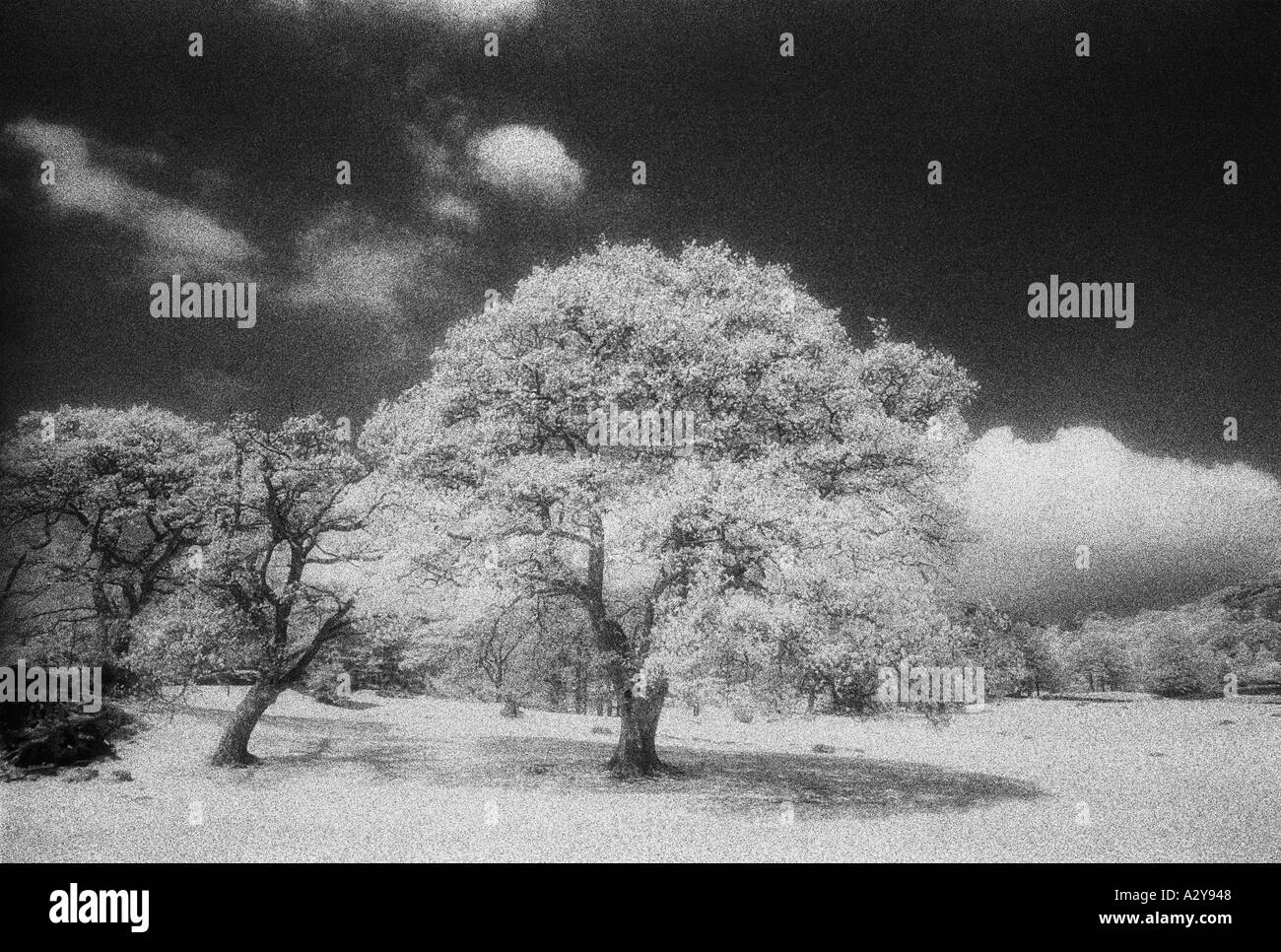 tree infrared black and white landscape grainy black and white uk Stock ...