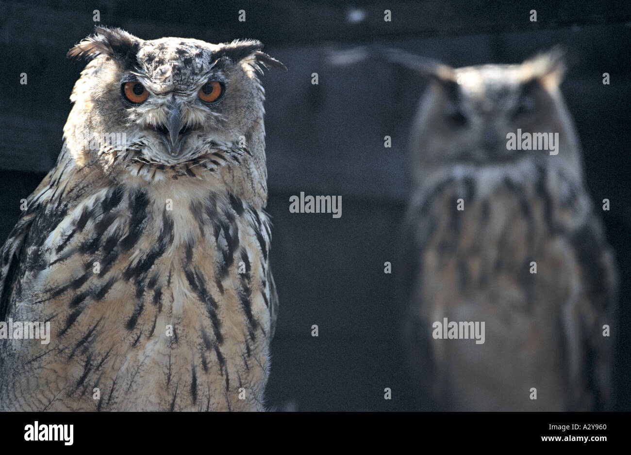 Two wise owls hi-res stock photography and images - Alamy