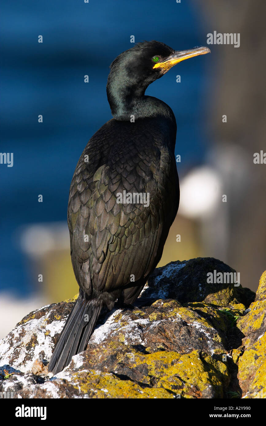 European Shag Phalacrocorax aristotelis Isle of May Firth of Forth Fife ...