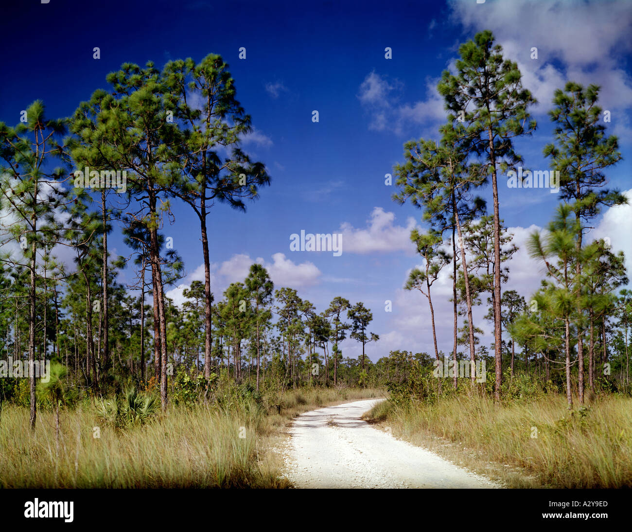 Everglades National Park in Florida showing a gravel road curving ...