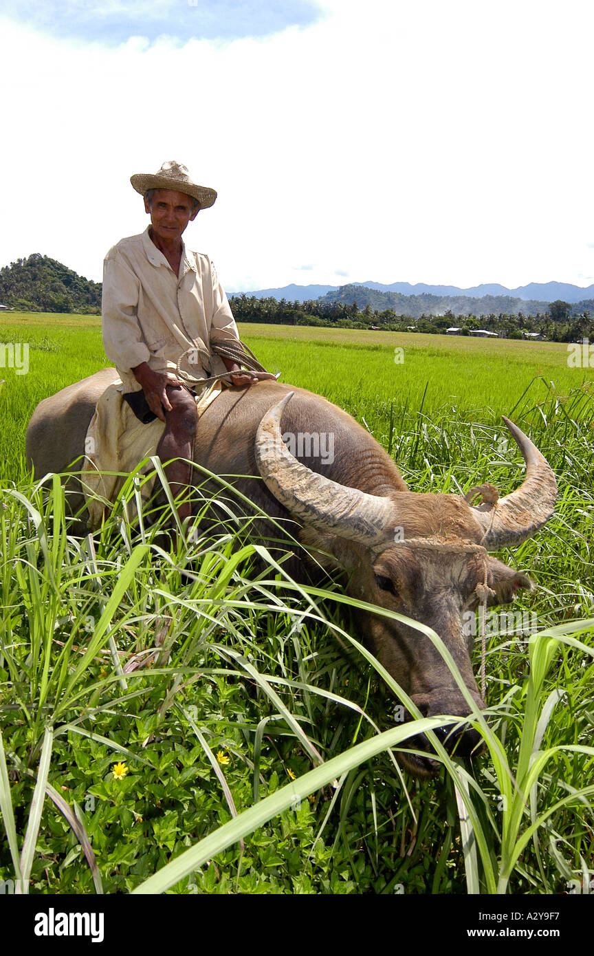 Farmer on Caribou in the philippines Stock Photo - Alamy