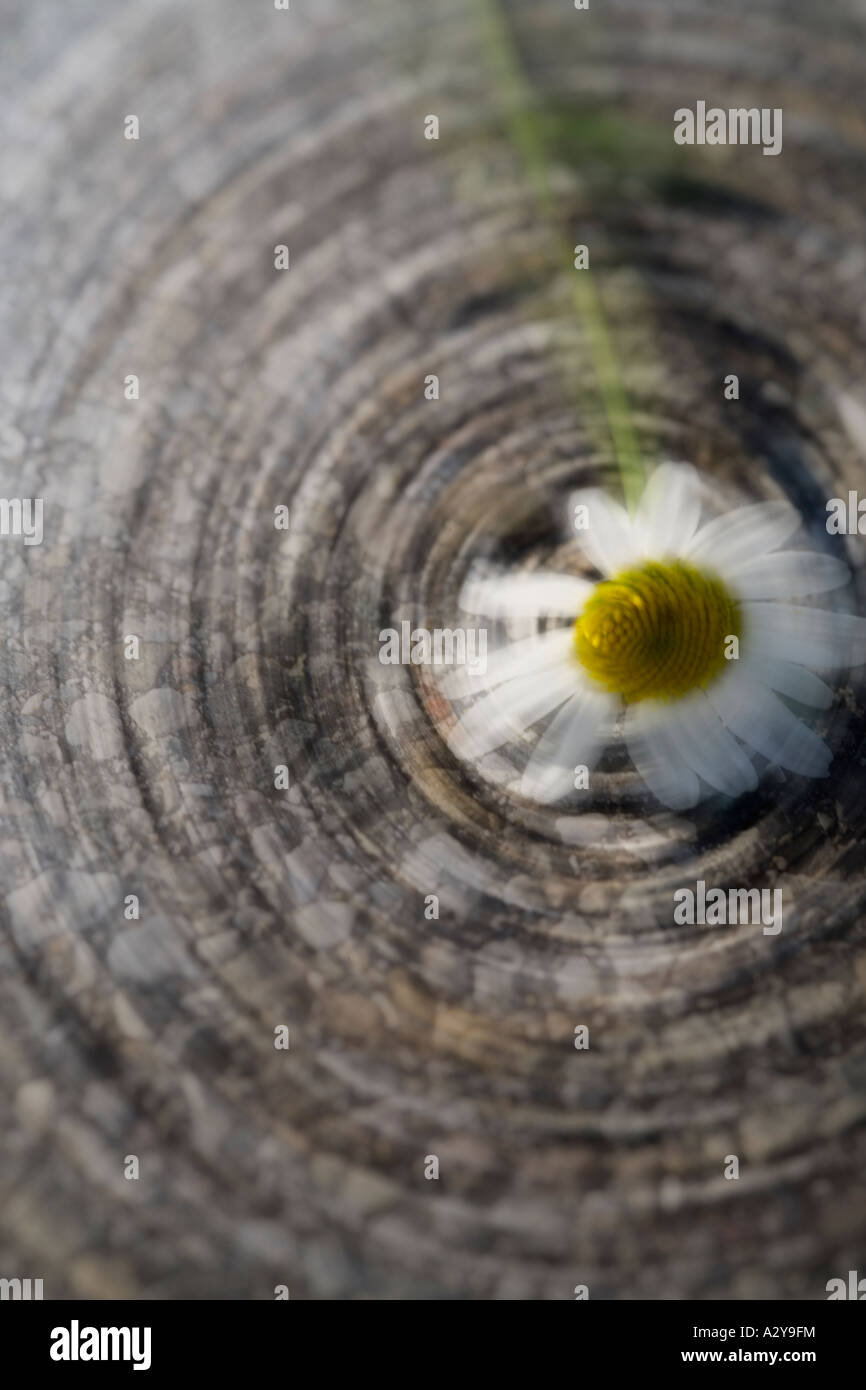 Spinning daisy hi-res stock photography and images - Alamy