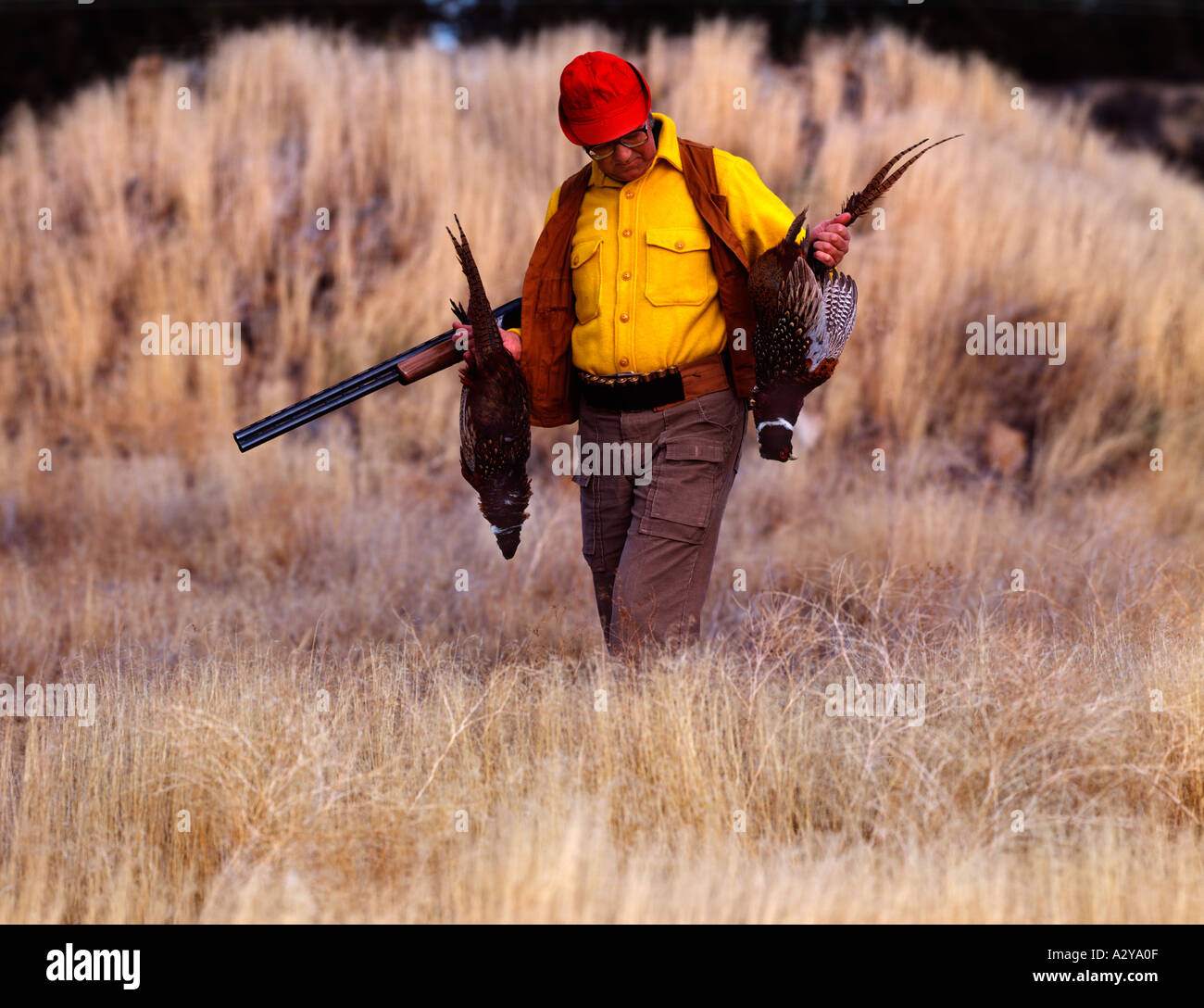 Pheasant hunter admires his bag of two birds after a day in the field ...