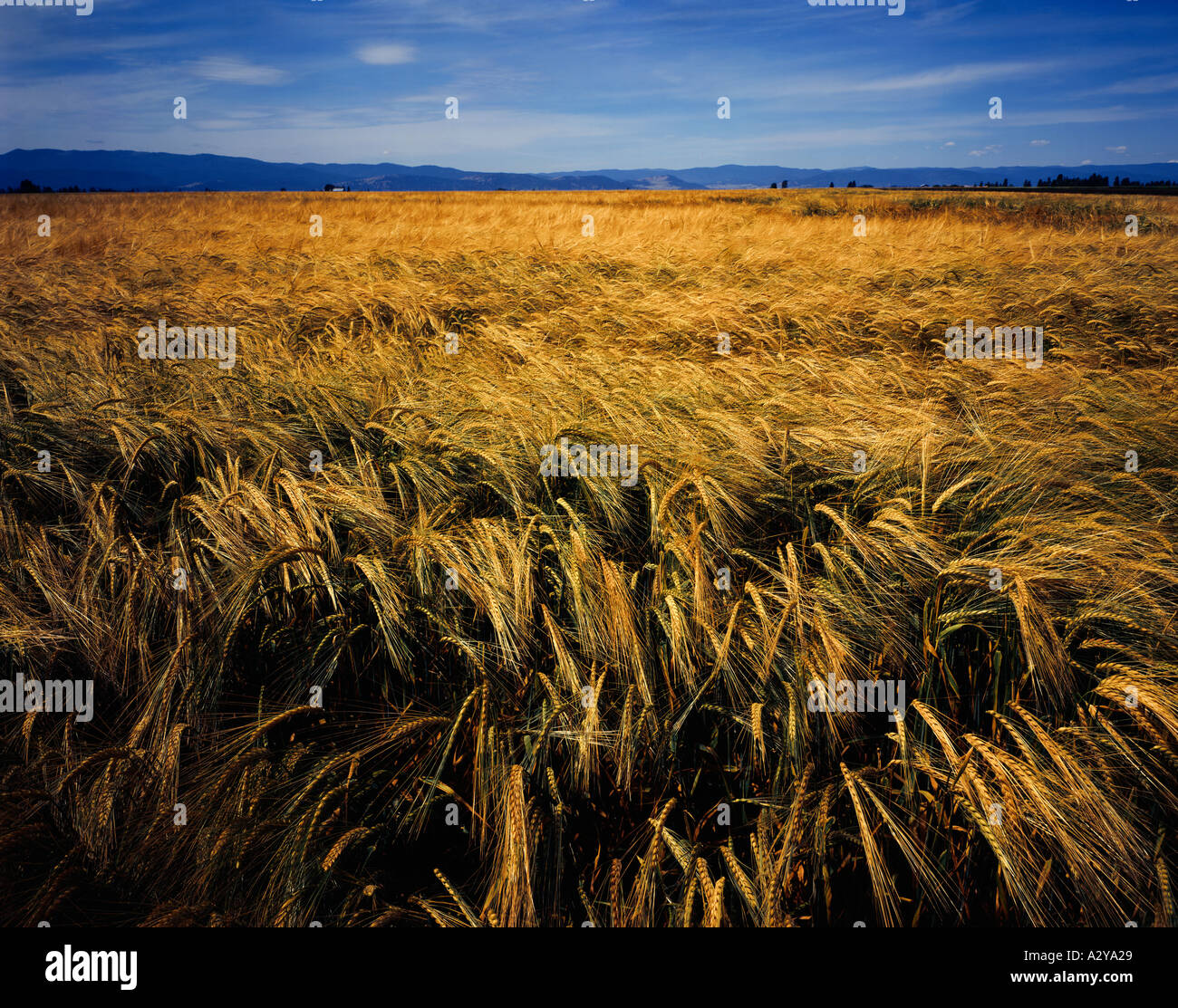 Grainheads hi-res stock photography and images - Alamy