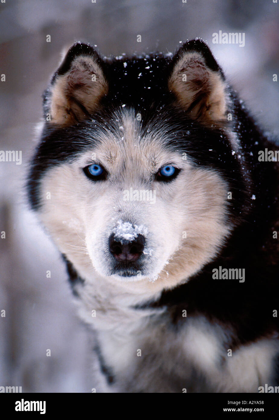 Portrait of Siberian Husky vertical Stock Photo - Alamy