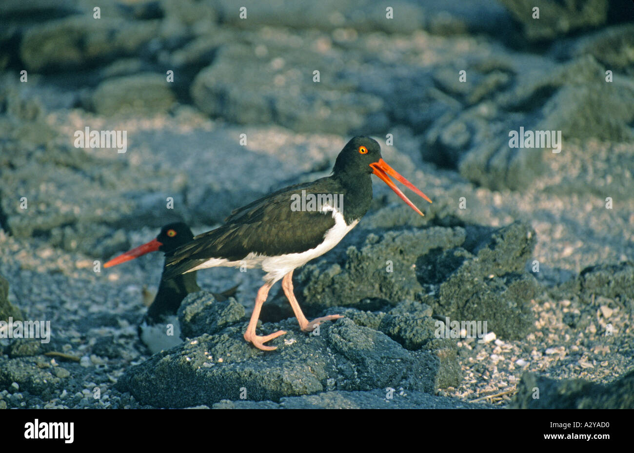 Pair of American Oystercatchers (Haematopus palliatus) in the Galapagos ...