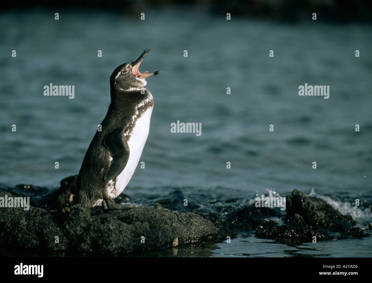 Galapagos Penguin (Spheniscus mendiculus Stock Photo - Alamy