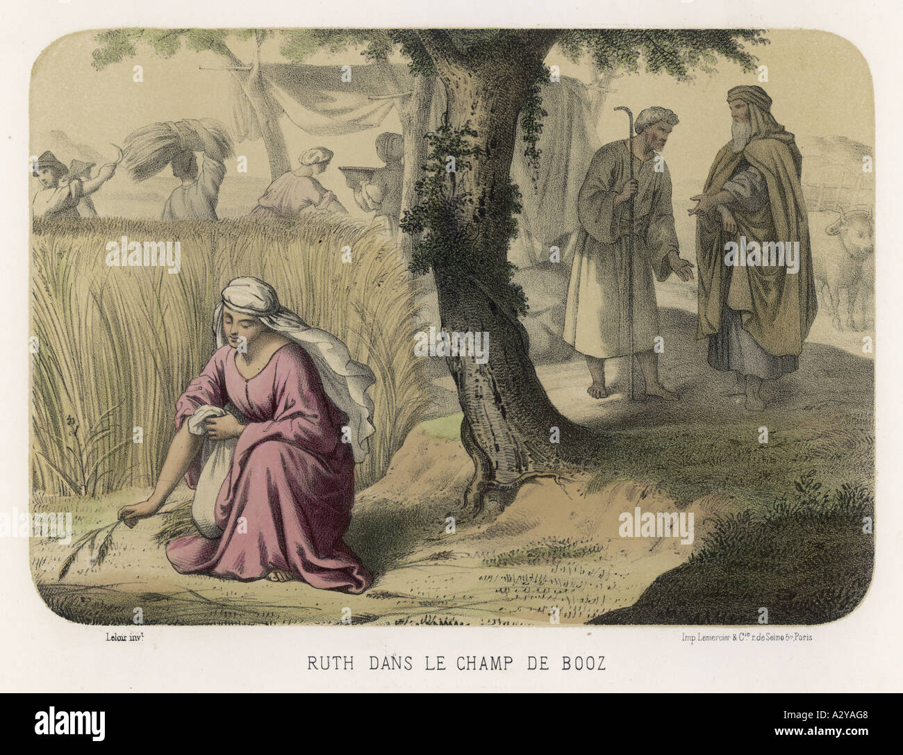 Ruth gleaning hi-res stock photography and images - Alamy