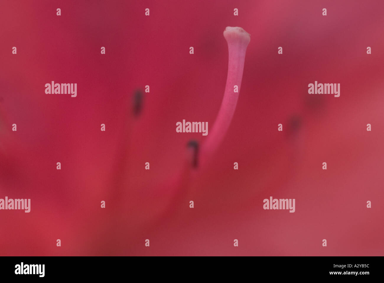 A red Azalea stamen and anthers Stock Photo - Alamy
