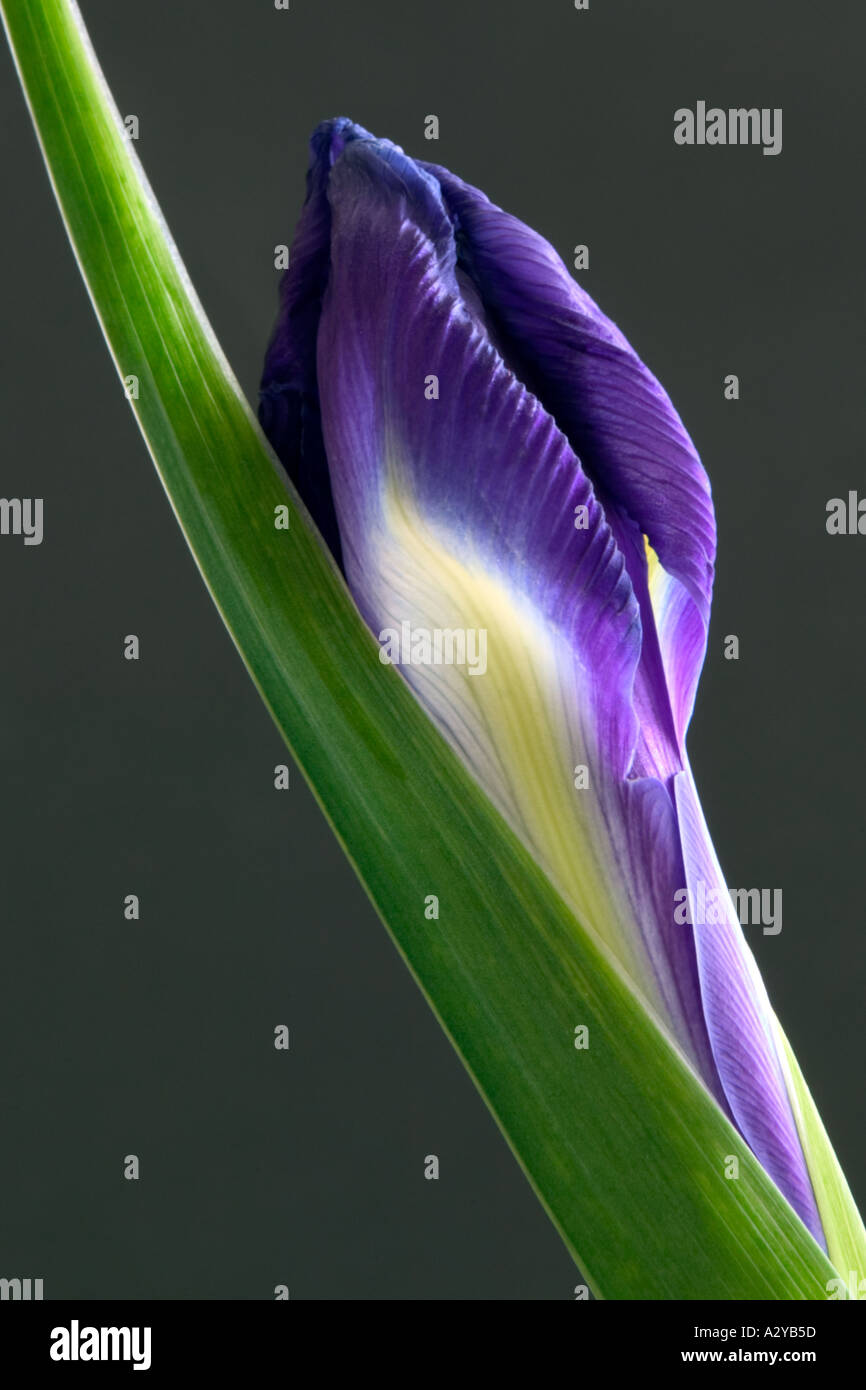 Iris bud opening hi-res stock photography and images - Alamy
