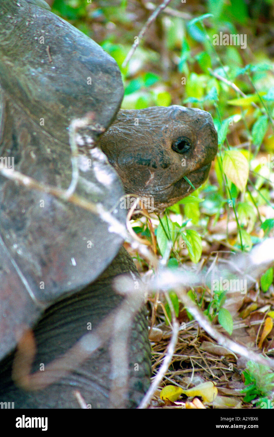 Tortoise head hi-res stock photography and images - Alamy