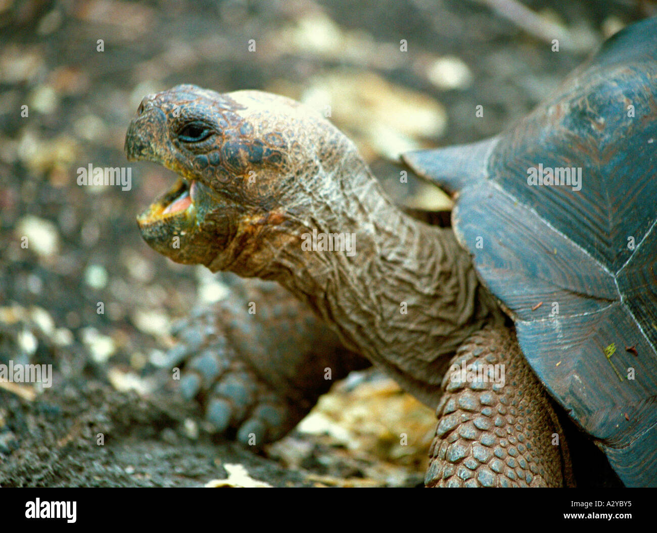 Giant tortoise, head side-on, mouth open, close-up Stock Photo - Alamy