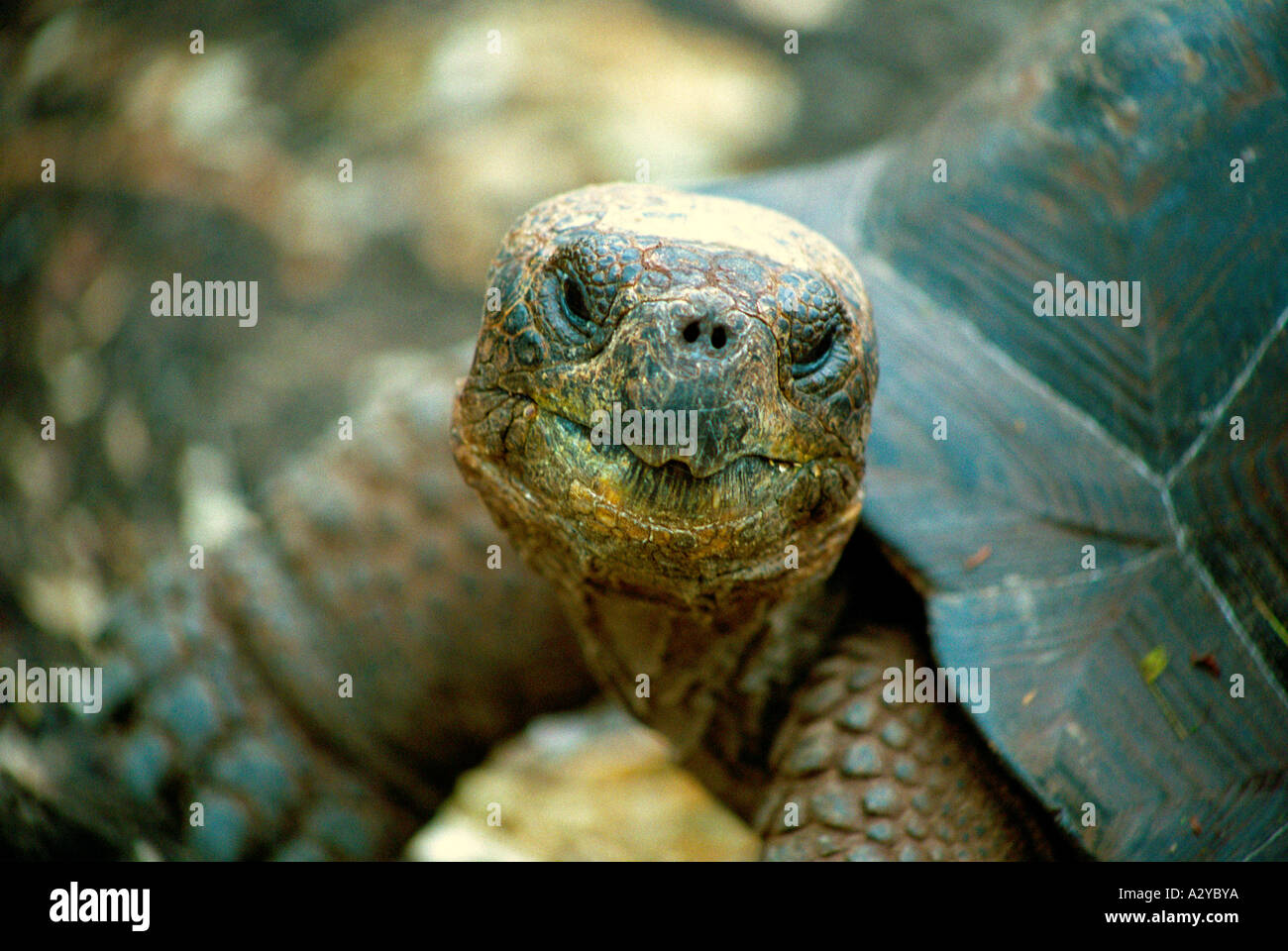 Tortoise head hi-res stock photography and images - Alamy