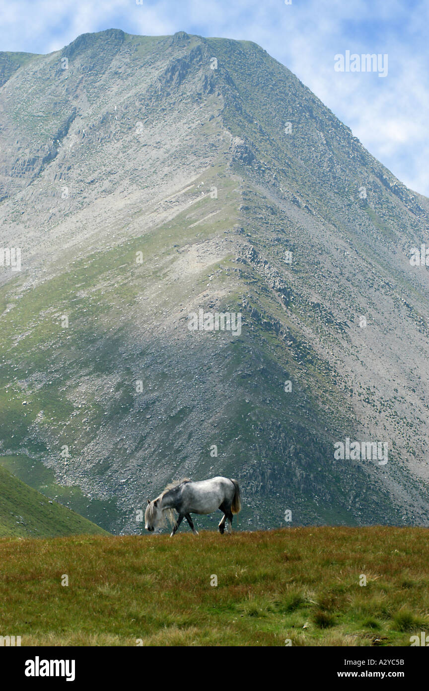 Welsh mountain pony Carneddau hills, Snowdonia, North Wales Stock Photo ...