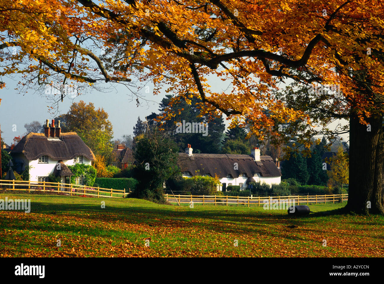 Swan green lyndhurst hi-res stock photography and images - Alamy