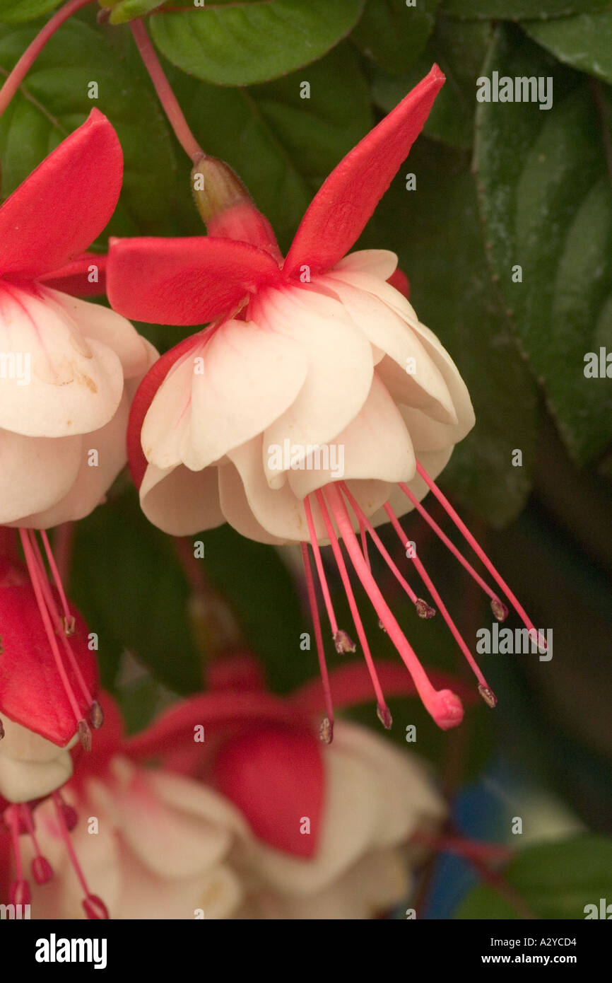 Fushia High Resolution Stock Photography and Images - Alamy