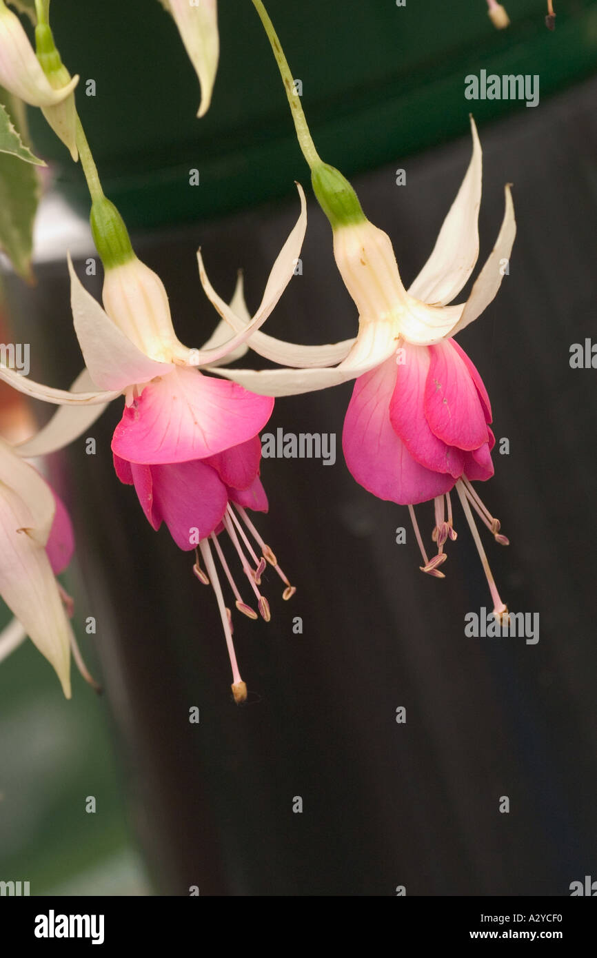 Pink fushsia hi-res stock photography and images - Alamy