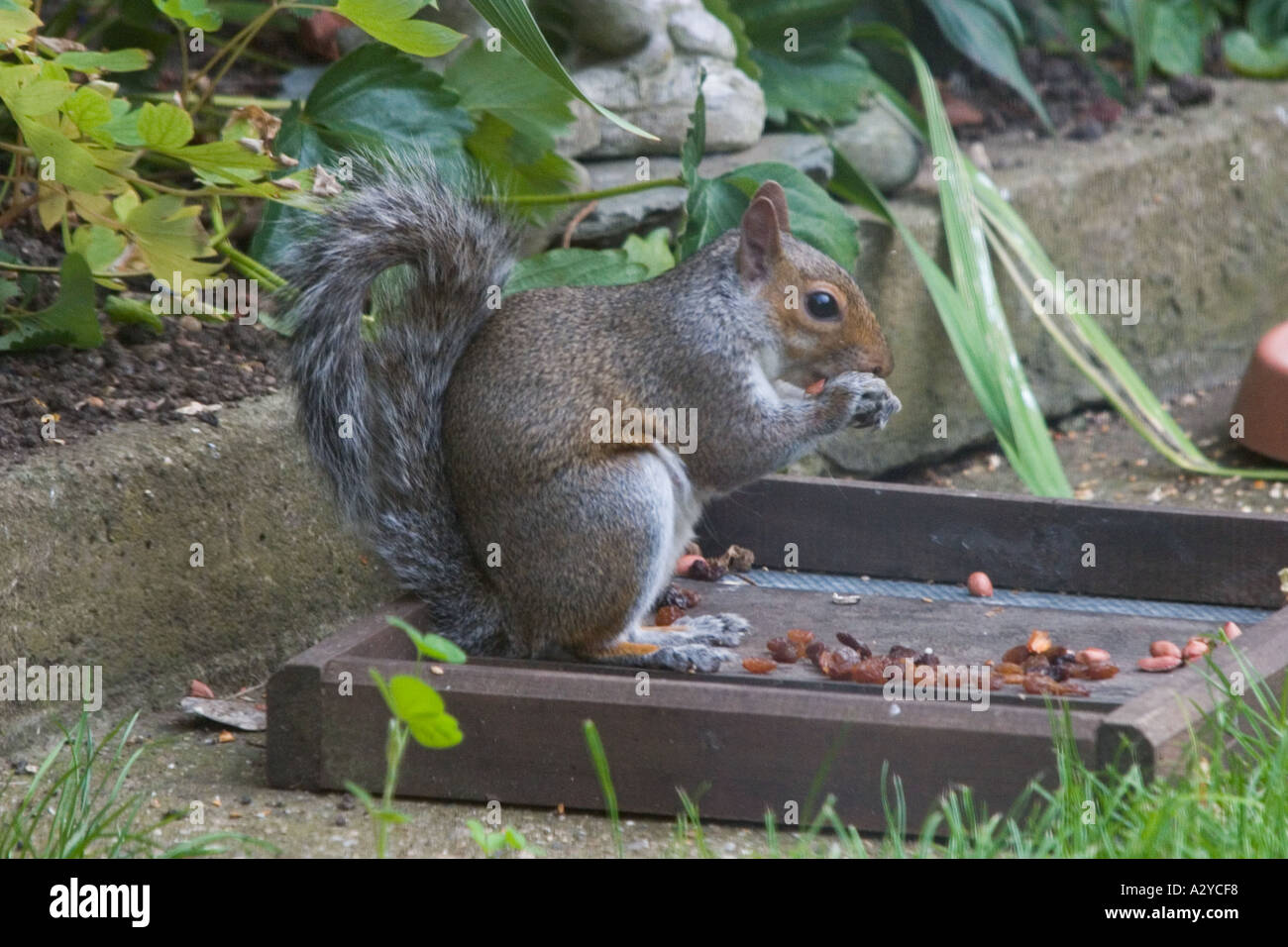 Squirrel feeding hi-res stock photography and images - Alamy