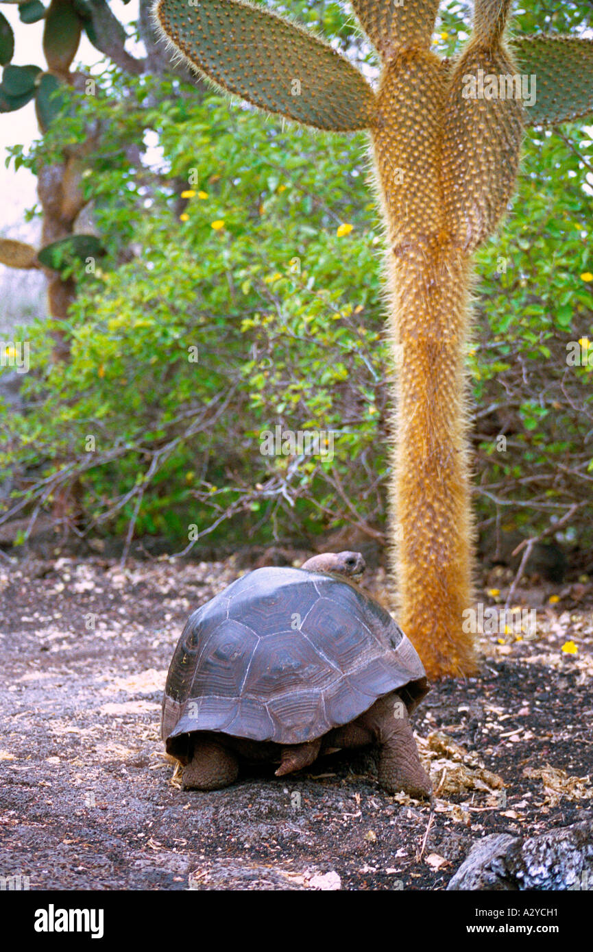 Galapagos giant tortoise cactus hi-res stock photography and images - Alamy