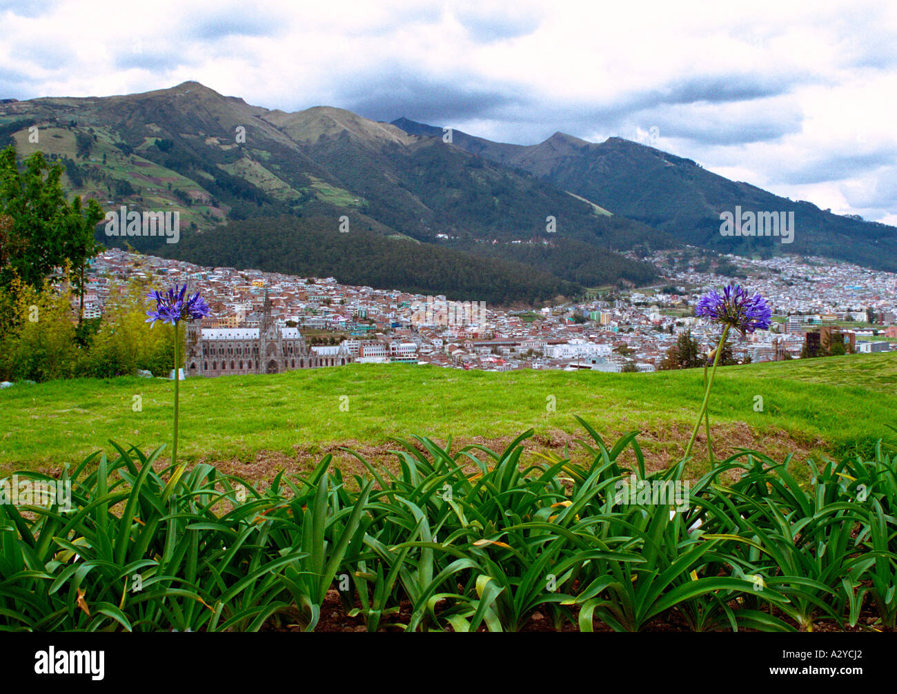 Quito cityscape framed by Alium flowers, Ecuador Stock Photo - Alamy
