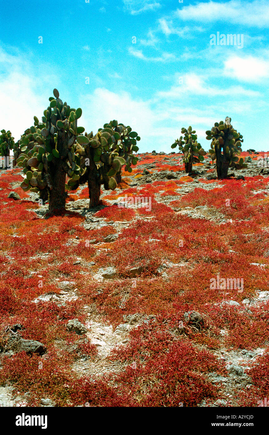 Isla Plazas, cactus, red plants Stock Photo - Alamy