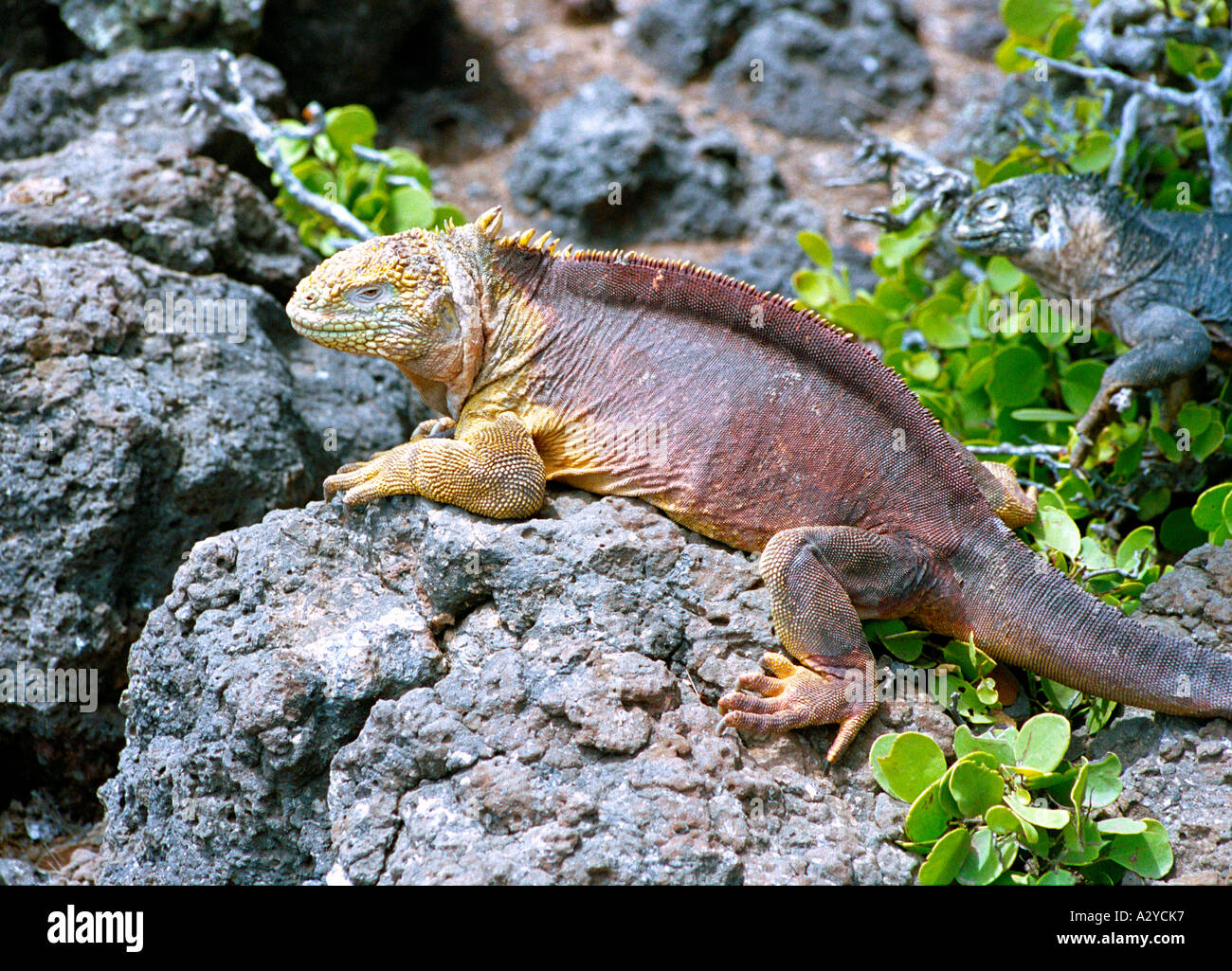 Land iguana on rock Stock Photo - Alamy