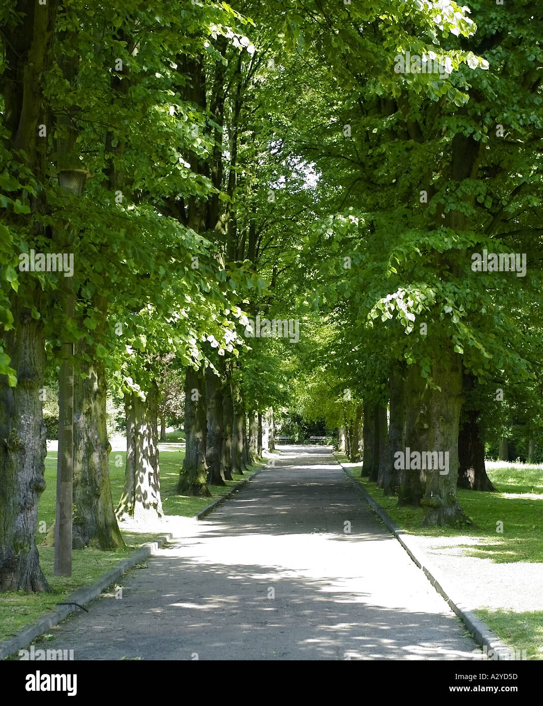 london haringey muswell hill alexandra palace park avenue of trees ...