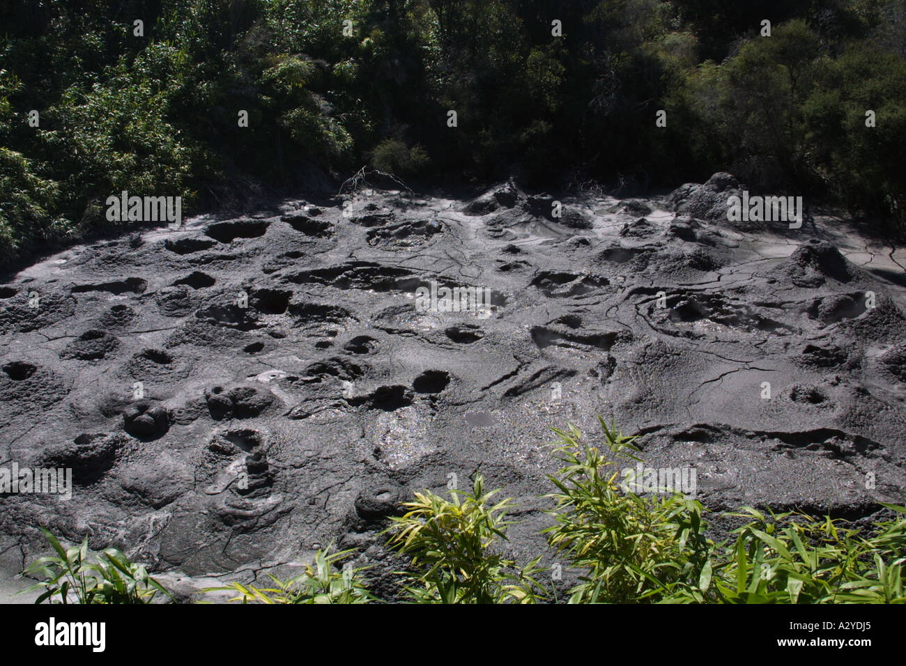 Boiling mud in geothermal area, Rotorua, New Zealand North Island Stock ...