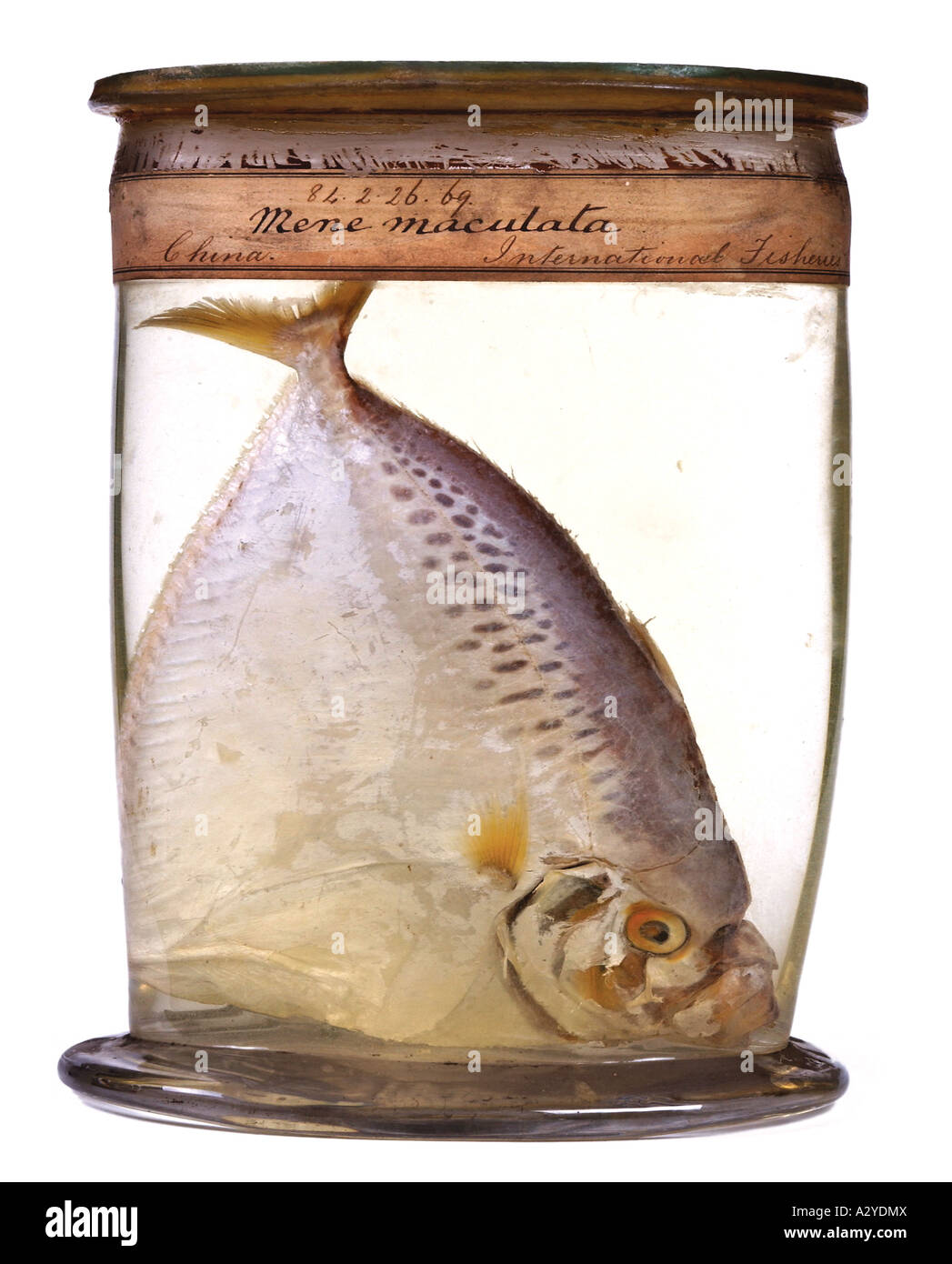 Mene fish Cut Out Stock Images & Pictures - Alamy